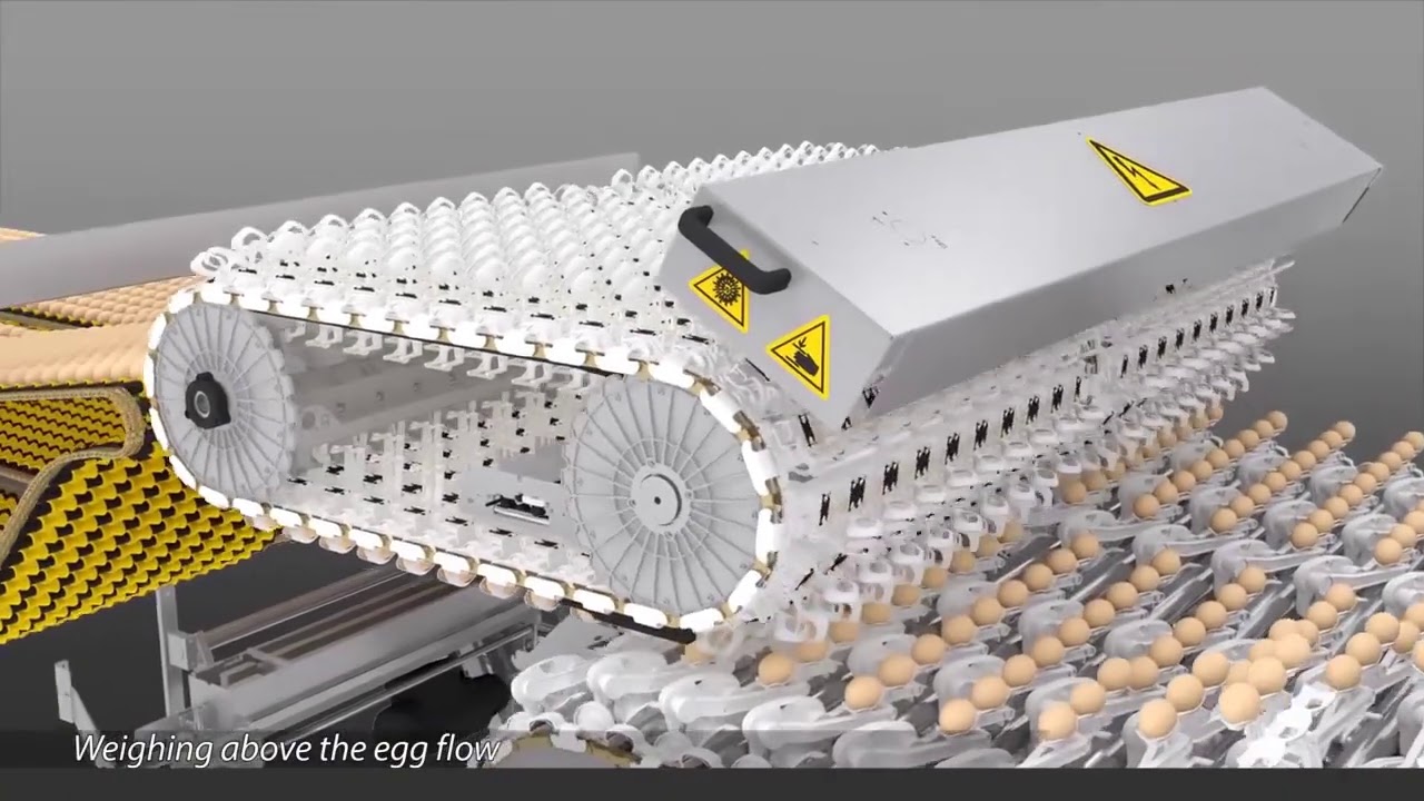 Egg Processing Animation - YouTube
