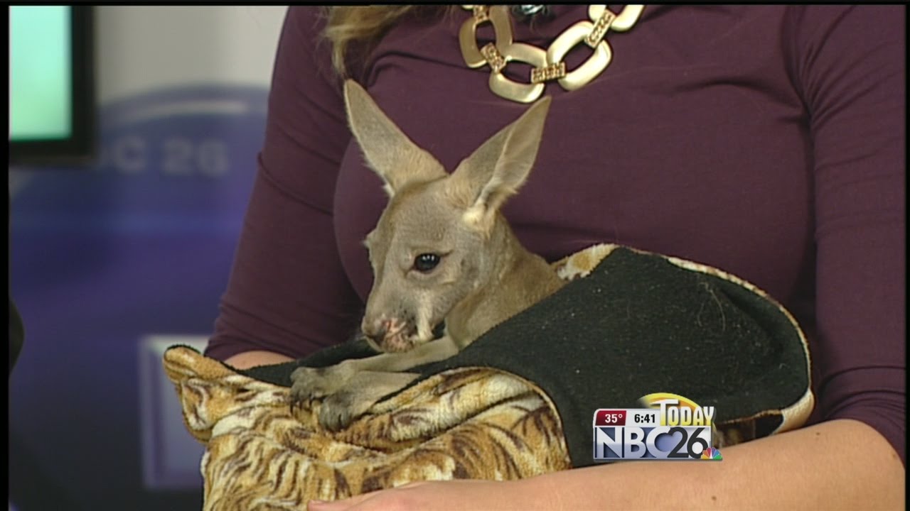 DeYoung Family Zoo: Joy the Joey - YouTube