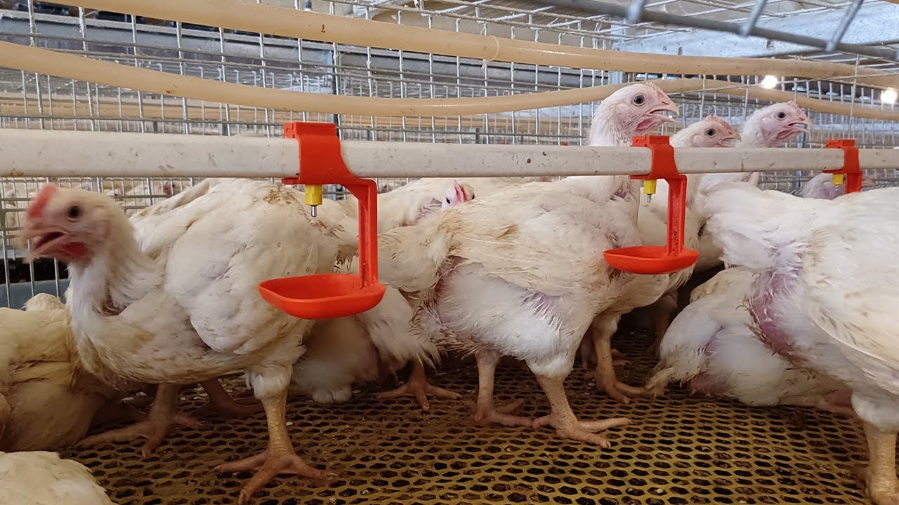 BROILER CAGE SYSTEM (Manual harvesting) - YouTube