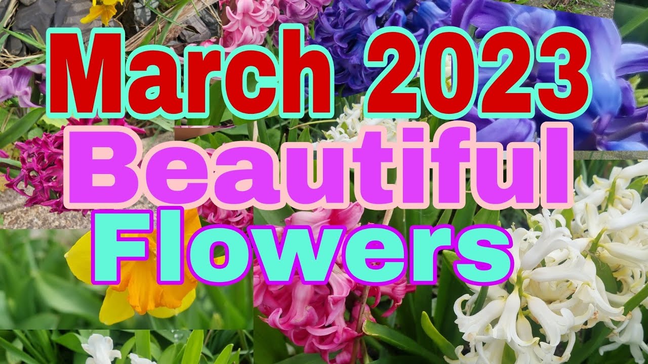 Beautiful Flowers, spring2023 || March 2023 - YouTube
