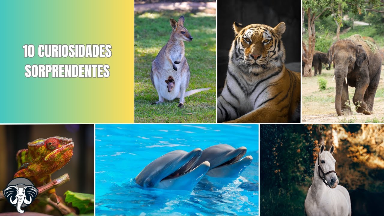 Maravillas del Reino ANIMAL: 10 Datos Fascinantes sobre ANIMALES ...