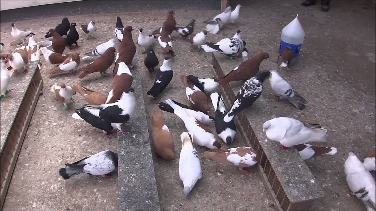 Kaftar Afghani - YouTube