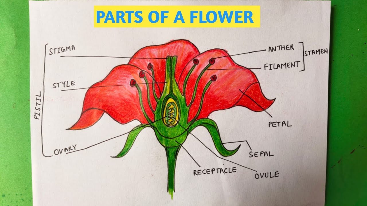 How to draw Longitudinal section of Flower ll How to Draw Parts of ...