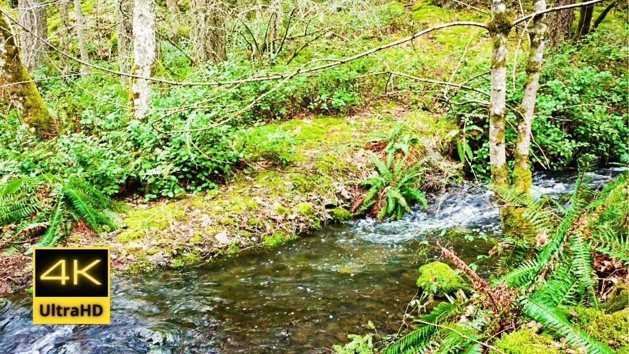 Calm Forest Stream - (Relaxing Water & Bird Sounds, Forest Ambience, 4K ...