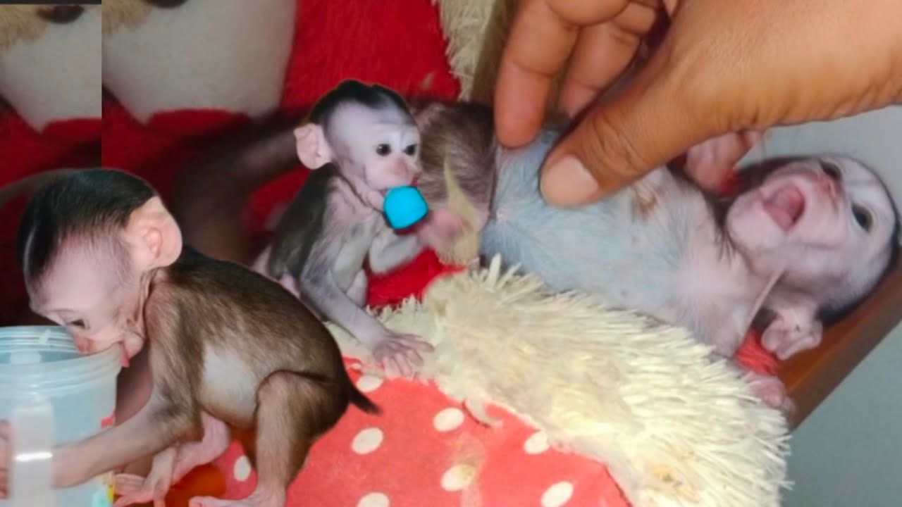 A beautiful and adorable baby monkey... there's just something about ...