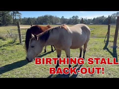 BIRTHING STALL Back-out! - YouTube