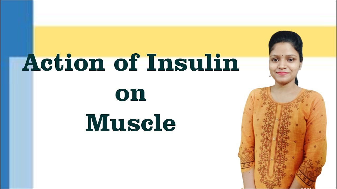 Action of Insulin on Muscle I Endocrine Pancreas I Endocrine Physiology ...