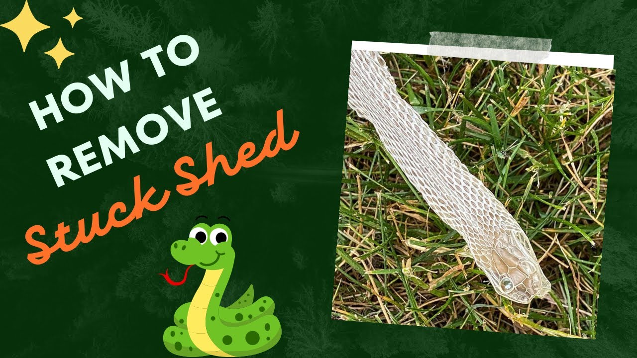 Escape the Nightmare: Removing Stuck Snake Shed - YouTube