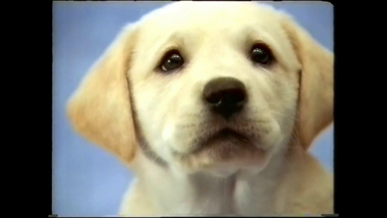 Andrex Bean Puppy promotion TV Commercial 1999 - YouTube