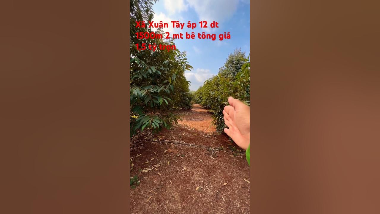 Bán Lô đất Xã Xuân Tây Dt 1500m 2 Mt Bê Tông Vườn Xầu Riêng Thu Giá 1 5