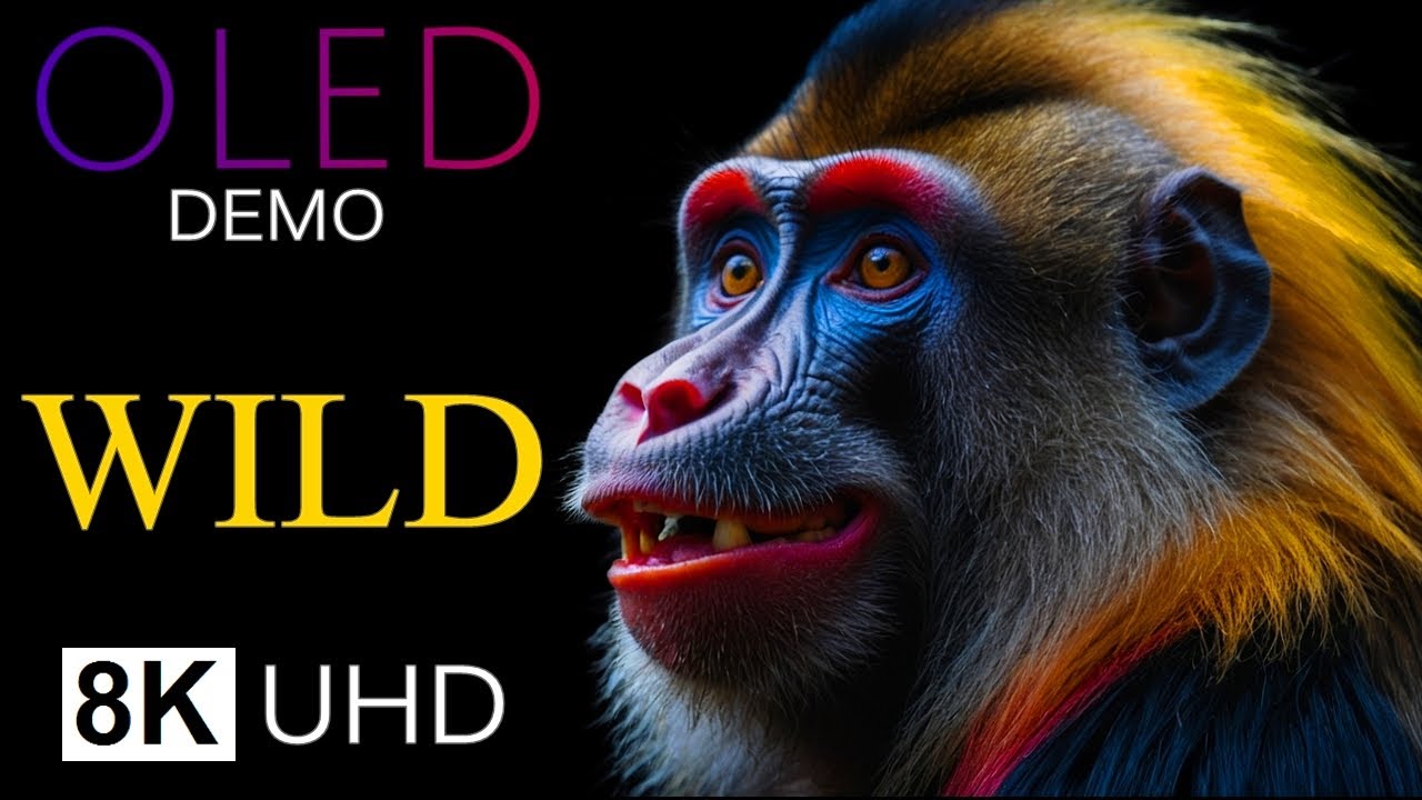 8K WILDLIFE ENCOUNTERS - Vibrant Animals Showcase 8K ULTRA HD - YouTube