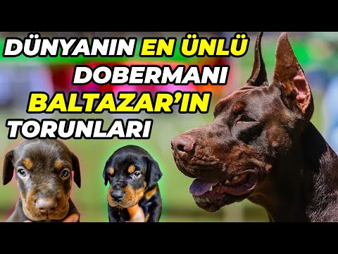 Aylık Mama Masrafı 100.000₺ Olan DOBERMAN Çiftliği | Reef Doberman Çiftliği