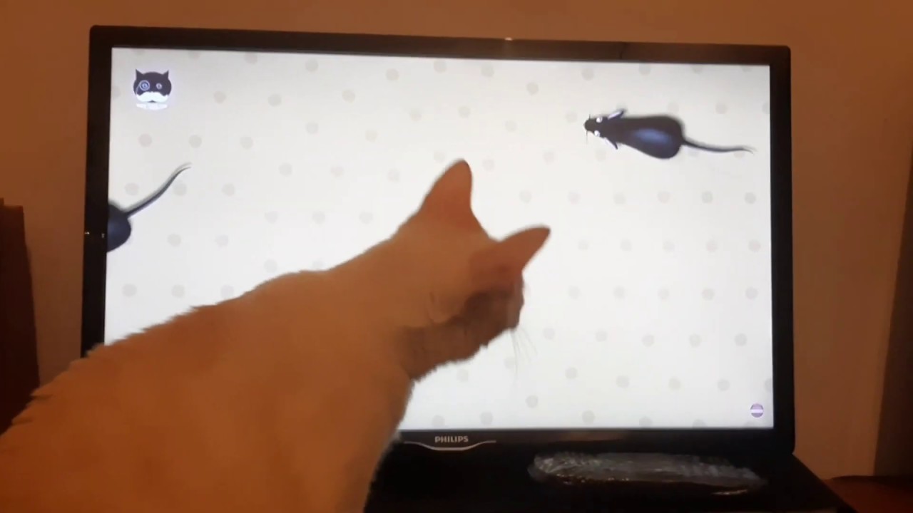 Real Cat catch digital mouse - YouTube