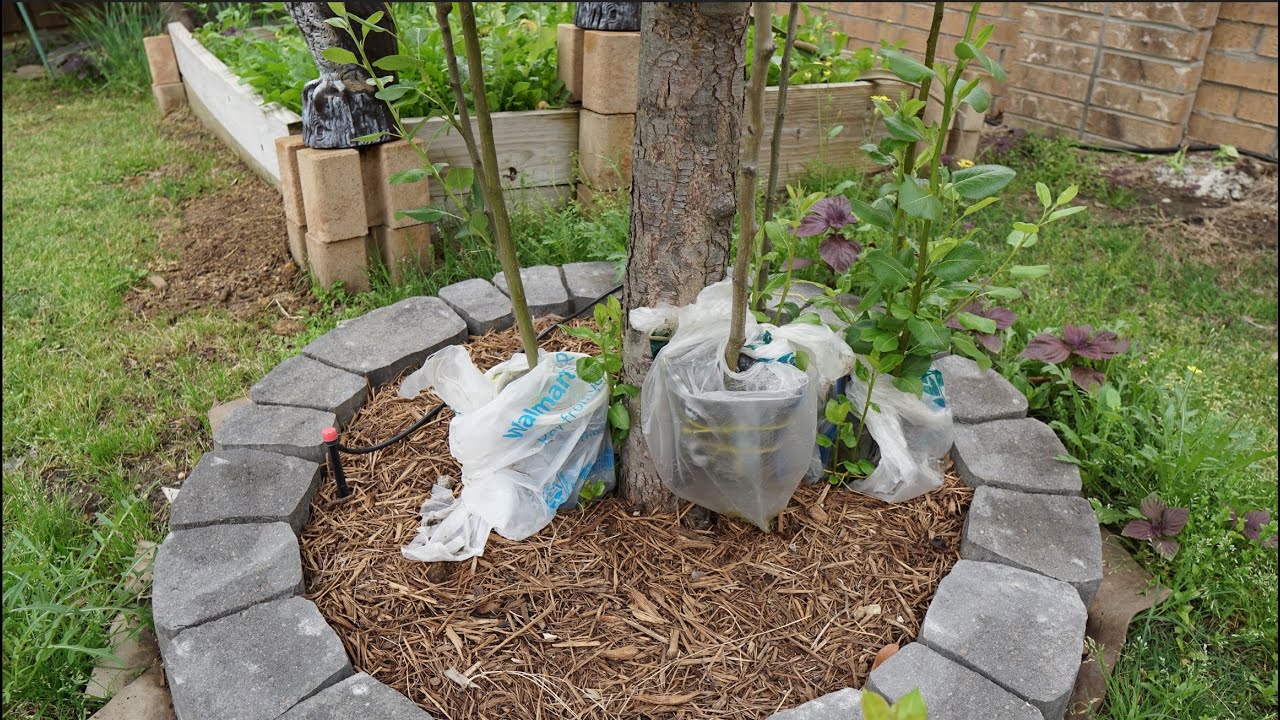 Air Layer Pear Tree From Original Root Stock - YouTube