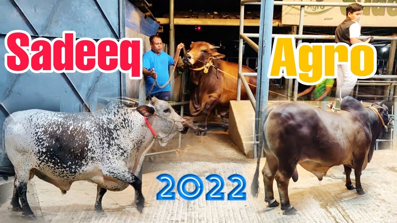 Big Cows For 2023 | Sadeeq Agro | Deshal Collection | Huge Size Cow ...