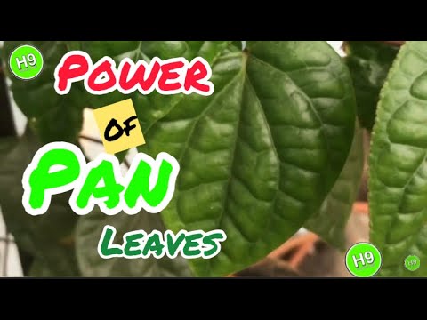 Pan leaves benefits 🍃🌱@Heavenin999LifeStyles - YouTube