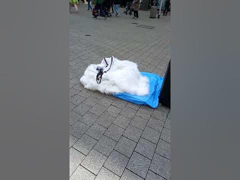 БІЛИЙ МЕДВІДЬ здувся - YouTube