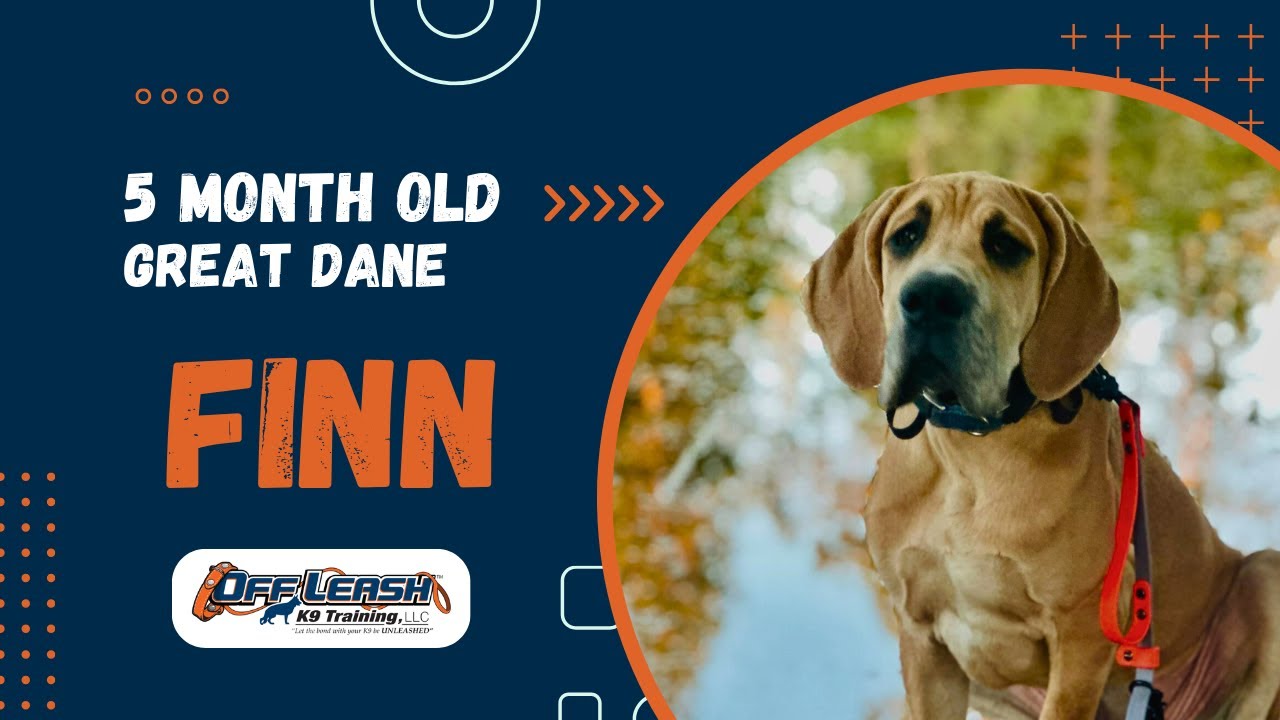Great Dane, 5 m/o, "Finn" | Incredible Great Dane Obedience Training ...