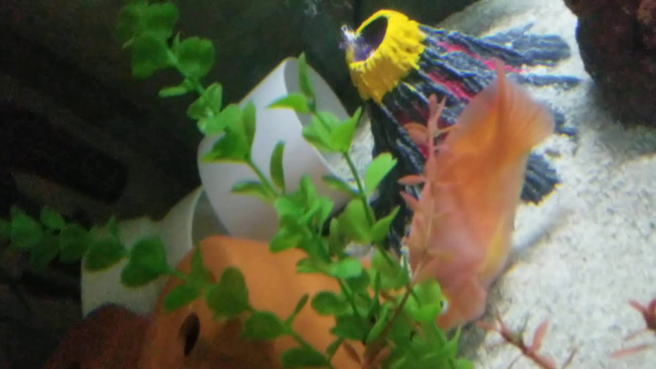 Red Parrot Cichlid fish blowing sand - YouTube