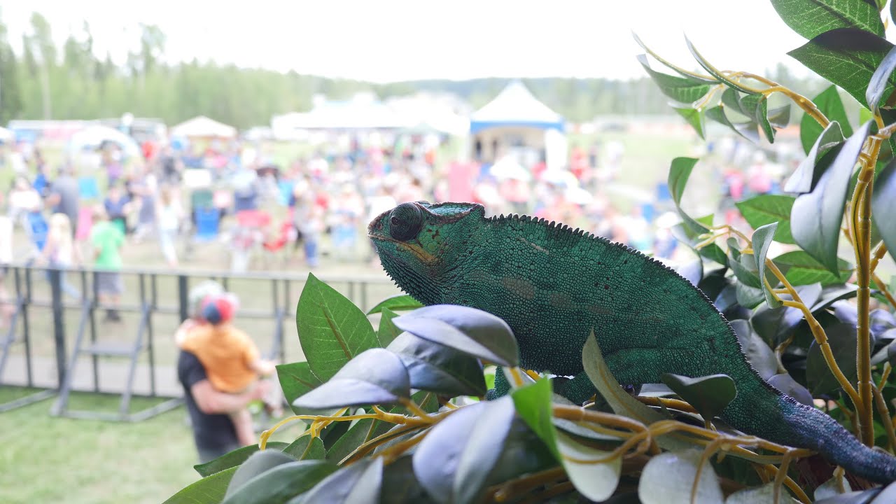 Safari Jeff at Grizfest 2015 in Tumbler Ridge, British Columbia - YouTube