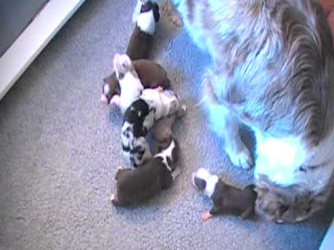 Spark litter at two weeks old - YouTube