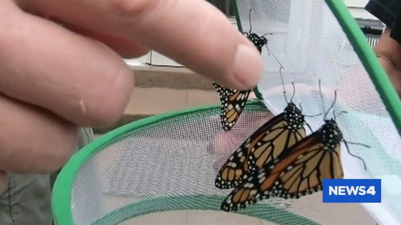 Local couple looking to save monarch butterflies - YouTube