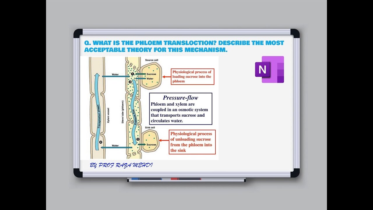 Q. WHAT IS THE PHLOEM TRANSLOCTION? DESCRIBE THE MOST ACCEPTABLE THEORY ...