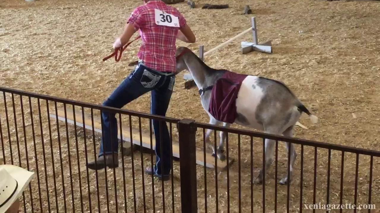 Harness/Pack Goats - YouTube