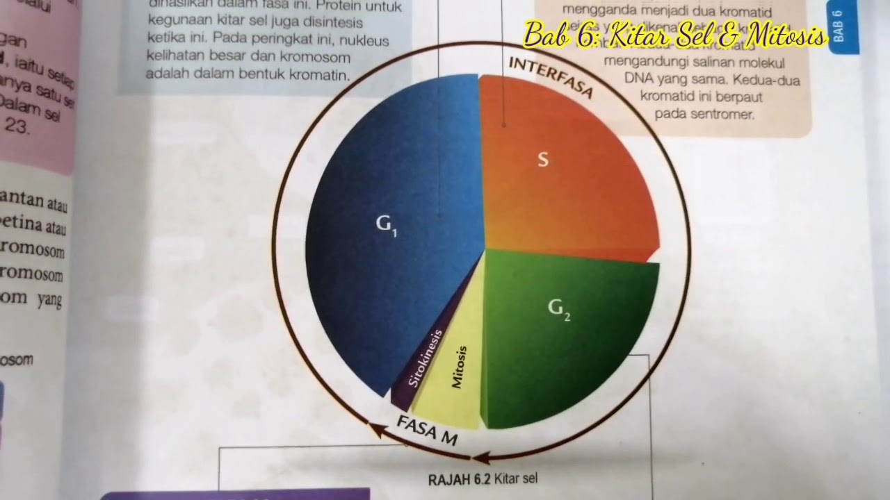 BiOLogi T4 KITAR SEL - YouTube