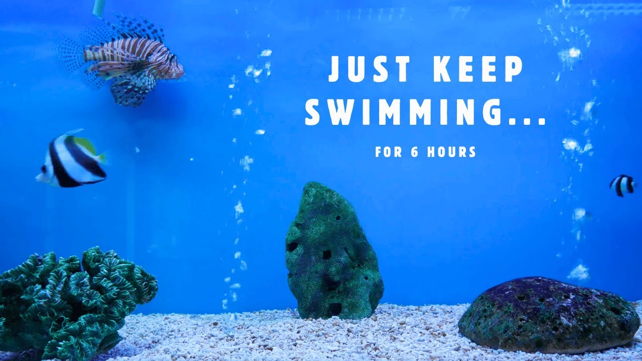 6 Hours of Fish Swimming | White Noise Fish Tank | Anxiety Relief, Calm ...