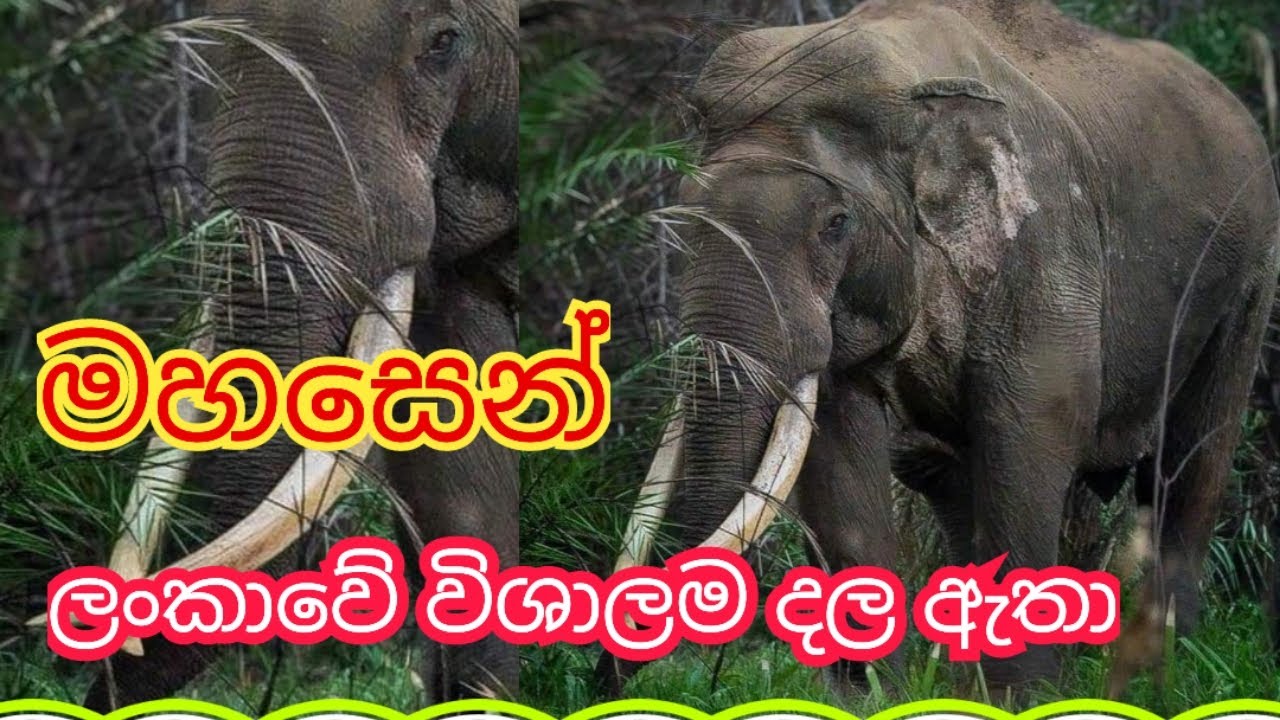 මහසෙන් ඇත් රජු / Tusker king mahasen #wildlife #kalawewa #wildtusker # ...
