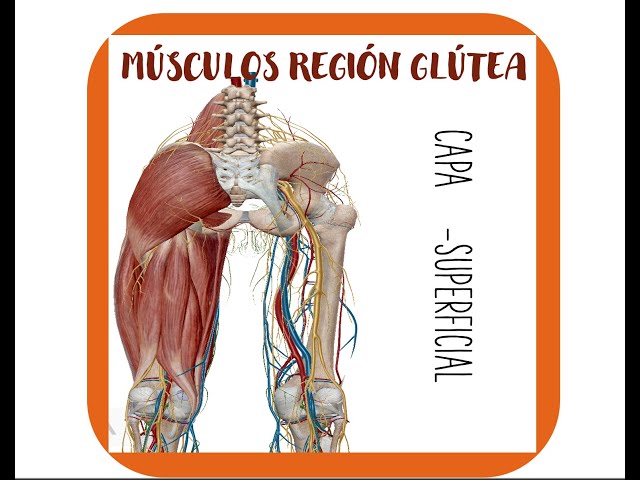 Músculos De La Región Glútea