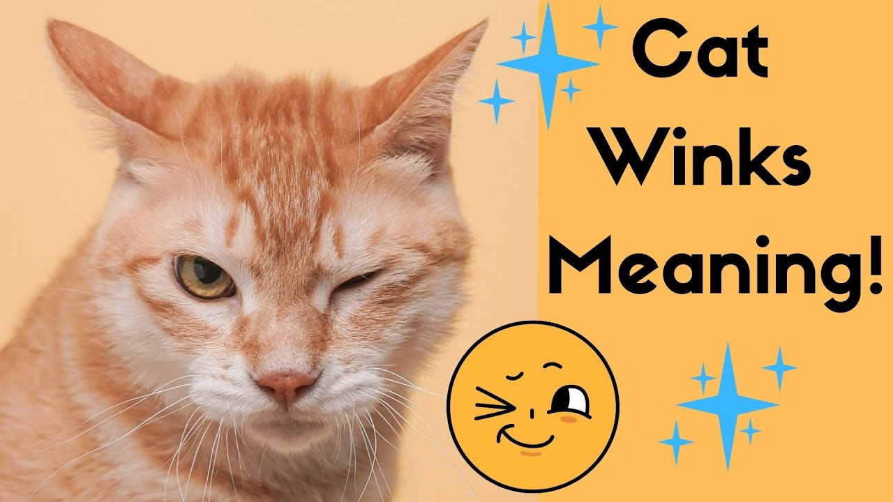 Why Do Cats Wink At You With One Eye? - YouTube