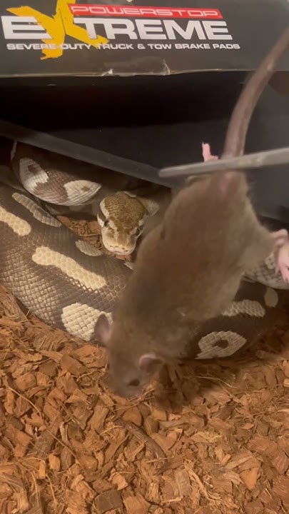 huge ball-python eats rat - YouTube