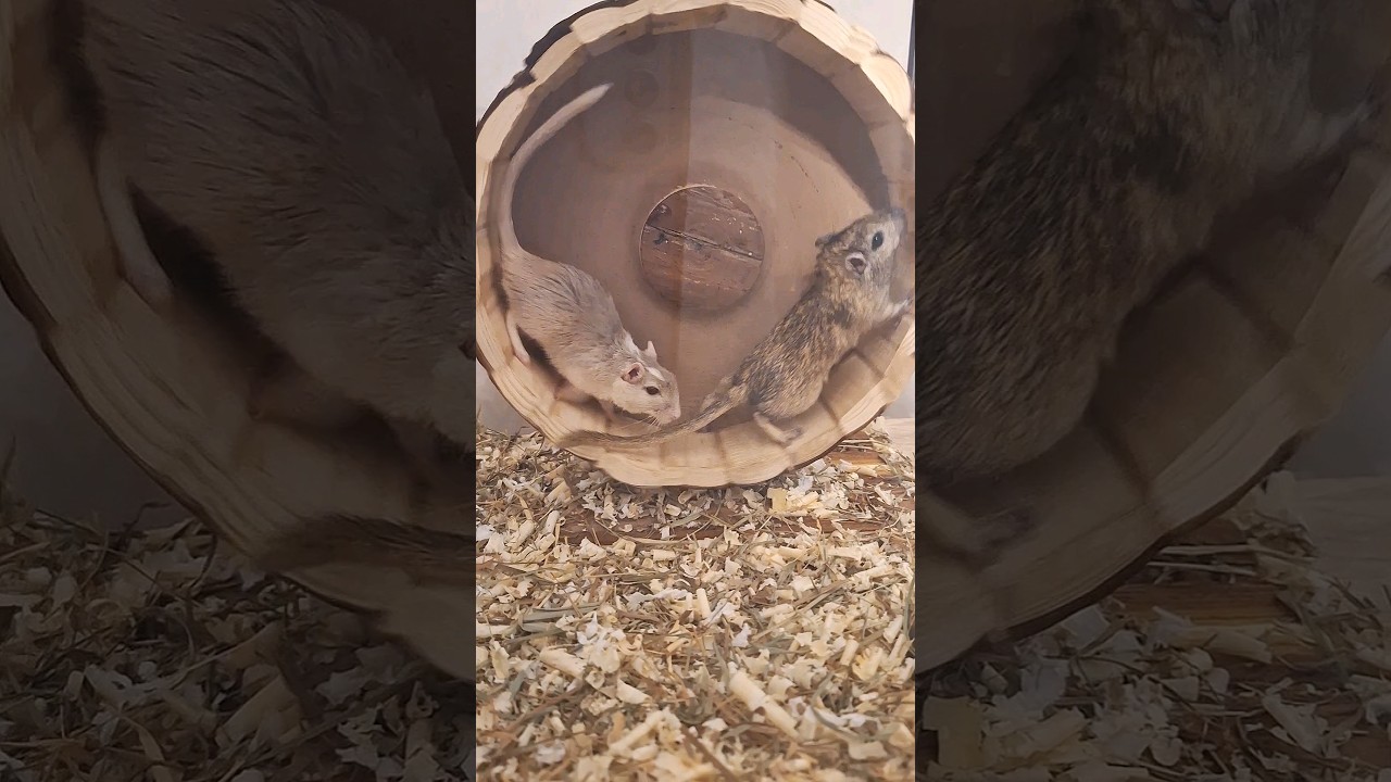 Two gerbils running in wheel 🐀 - YouTube