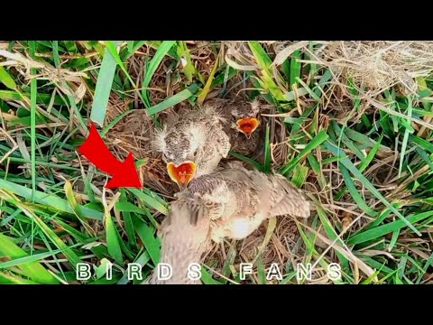 Pipit baby bird trying to snatch food from mother 🐣 | @birdsfans5 # ...