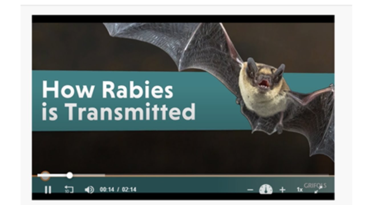 How Rabies is Transmitted? - YouTube