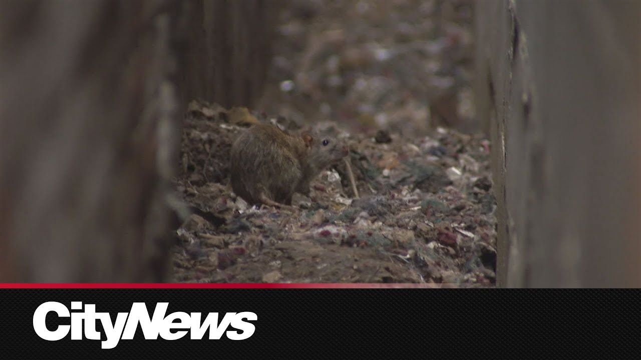 Toronto outlines plan to tackle 'rat storm' taking over city - YouTube