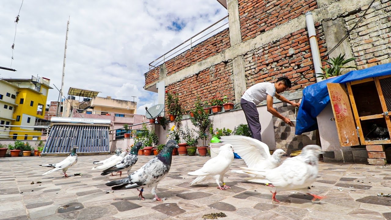 Pigeon Keeping in Nepal : "Flying my pigeons for the first time" - YouTube