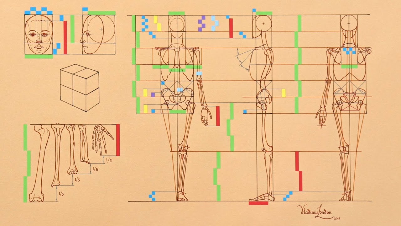 Human Body Proportions for Artists - YouTube