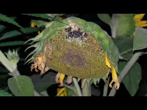 Wilde's adult night garden