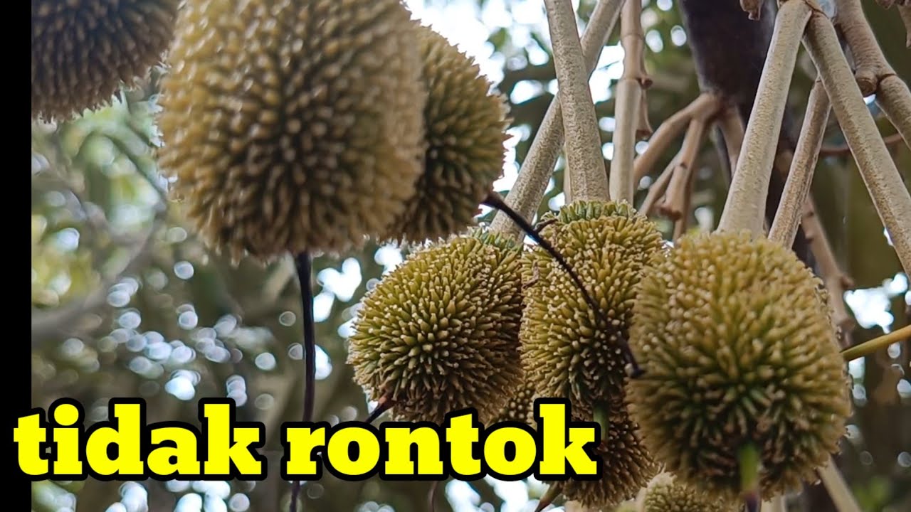CARA MENCEGAH RONTOK BUNGA DURIAN - YouTube