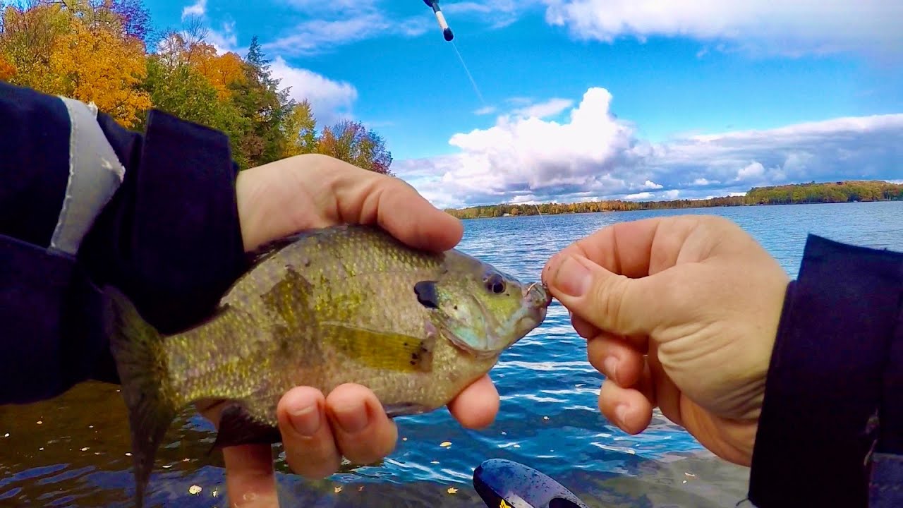 Northern Wisconsin Fall Bluegill Fishing Day! (Very LUCKY week!) - YouTube