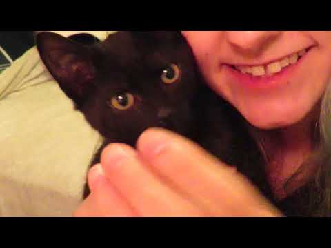 ASMR- Introducing my new kittens!