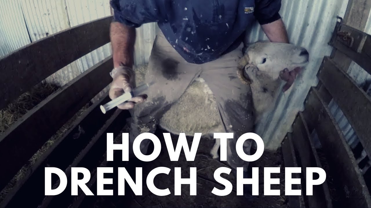Day 79 - How To Drench Sheep - YouTube
