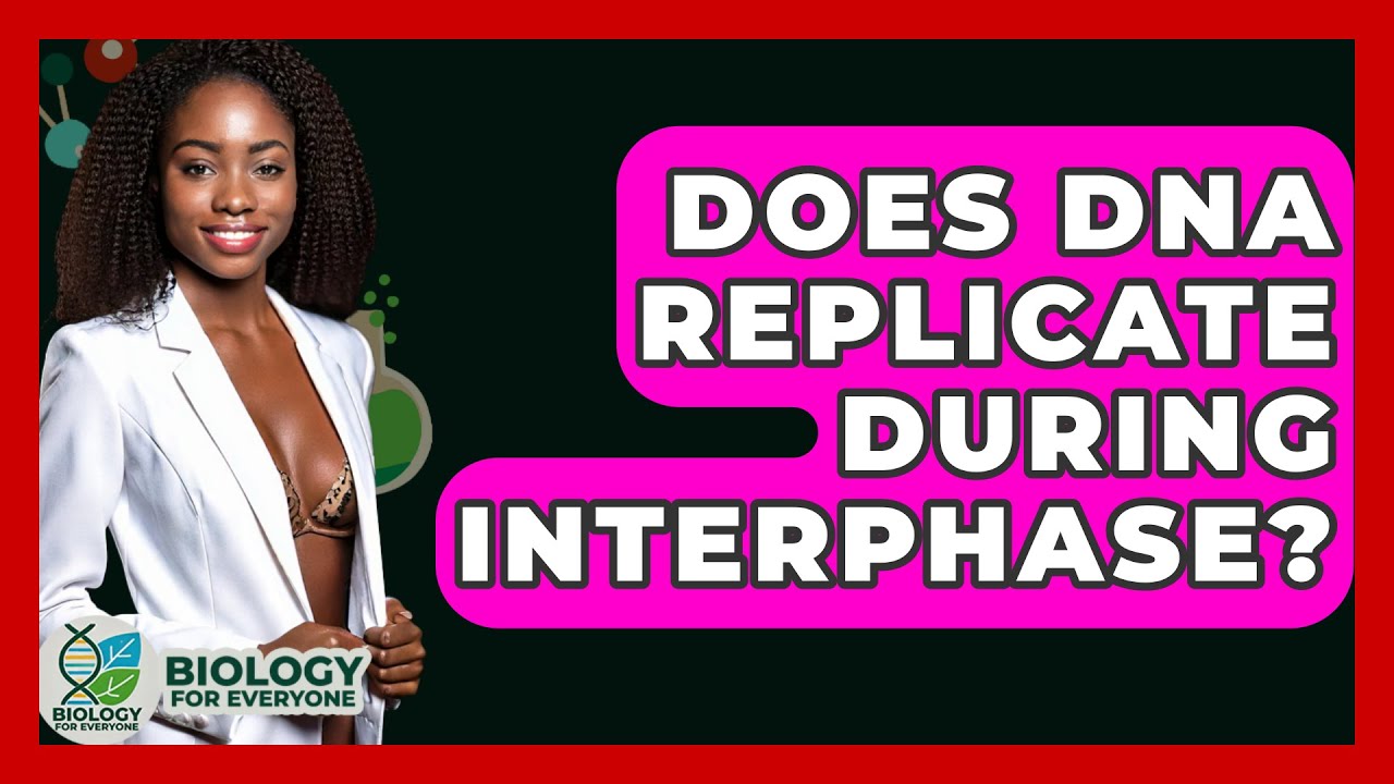 Does DNA Replicate During Interphase? - Biology For Everyone - YouTube