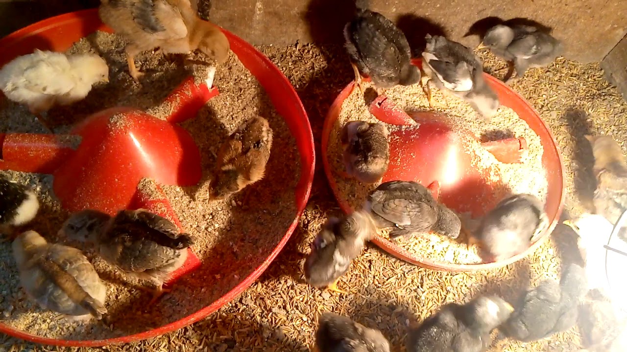 UFUGAJI WA VIFARANGA - YouTube