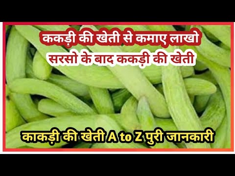 ककड़ी की खेती | kankdi ki kheti ki puri jankari कमाए लाखो 3 महीने में ...