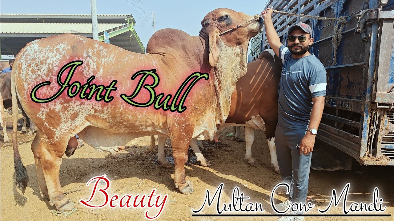 Huge joint Bull in Multan Cow Mandi latest update - YouTube