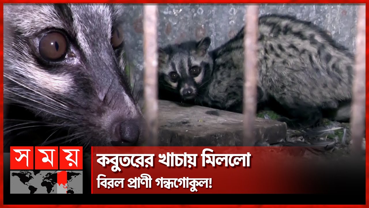 কবুতরের খাচায় মিললো বিরল প্রাণী গন্ধগোকুল! | Panchagarh | Gandha Gokul ...